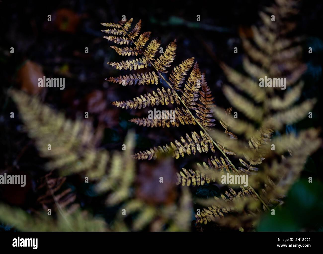 Bronze coloured Common Bracken woodland plants towards the end of ...