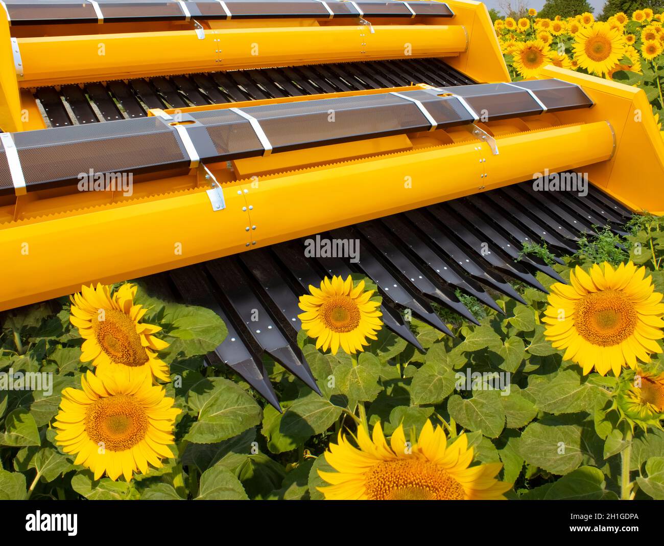 Big yellow harvester in the field on a autumn sunny day mowing ripe ...