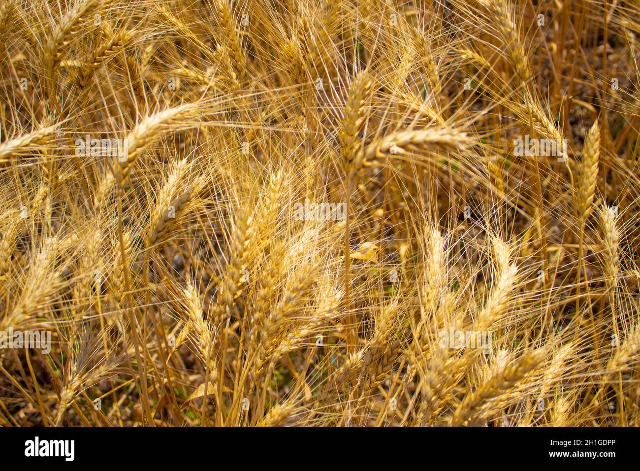 Wheat field close up. The agriculture, farming concept Stock Photo - Alamy