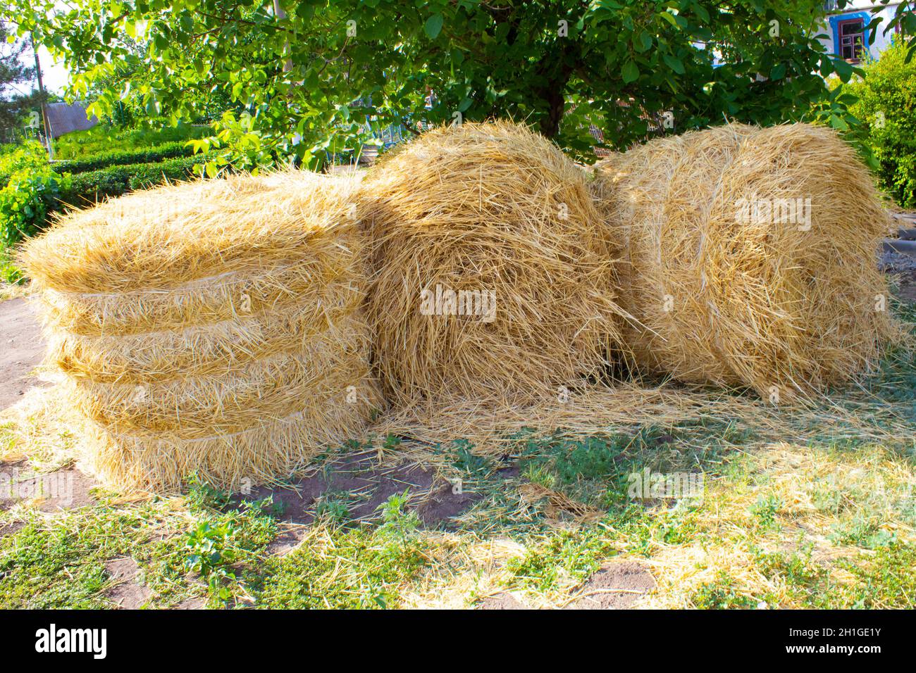 Golden sheaves hi-res stock photography and images - Alamy