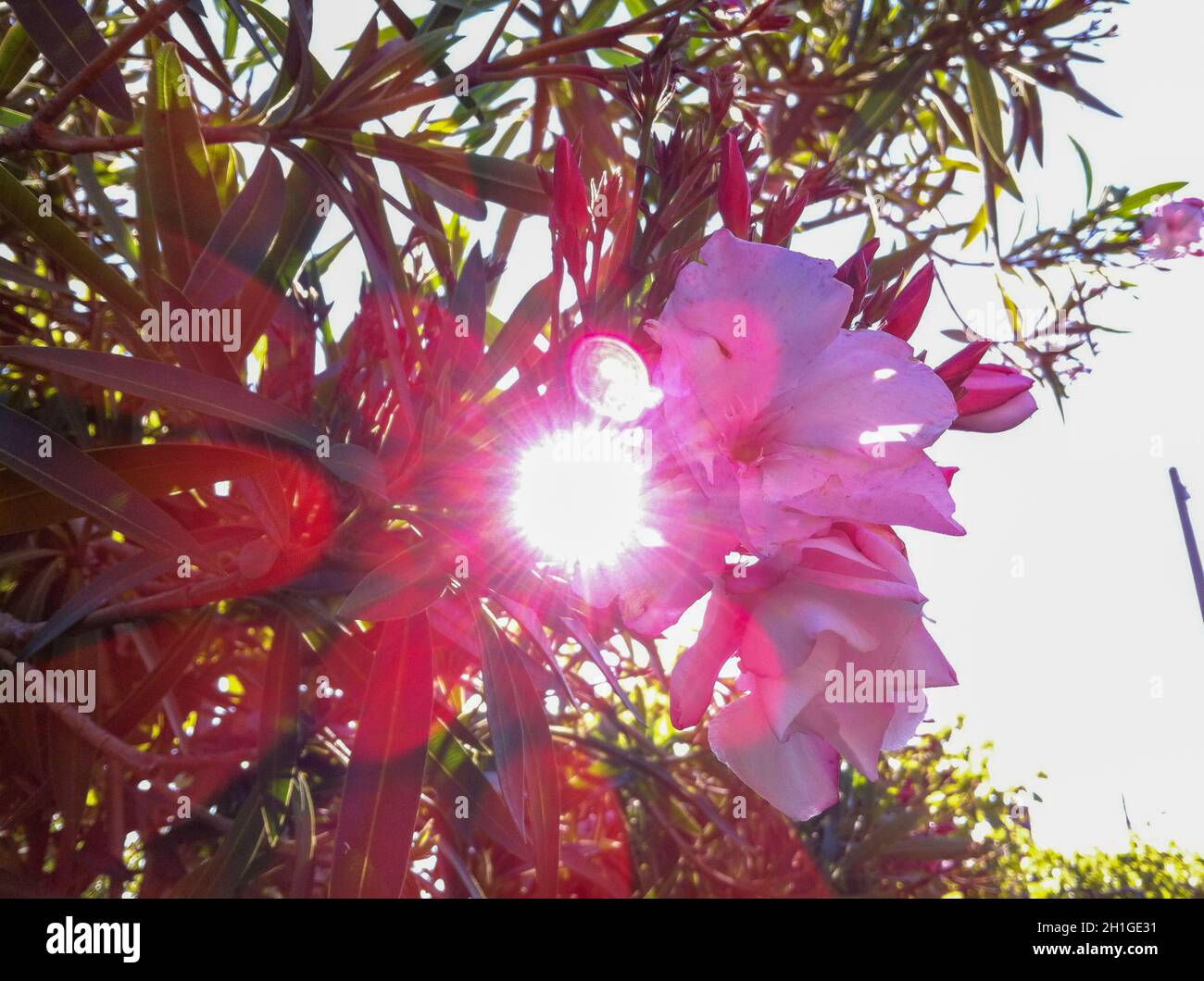 Colorful flower of a garden plant Stock Photo - Alamy