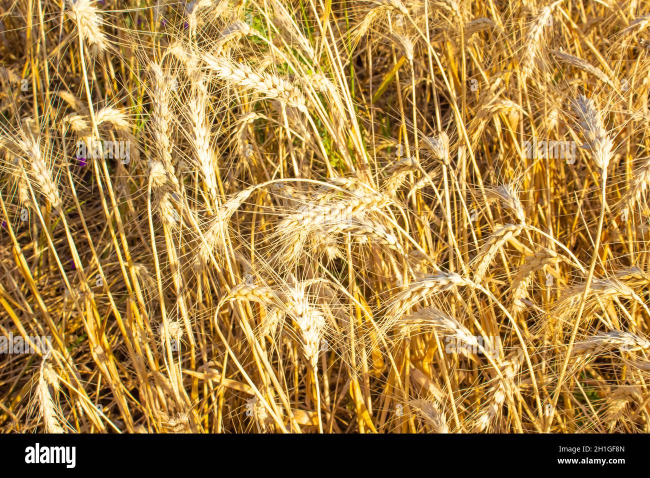 Wheat field. The farm, agriculture farming concept Stock Photo - Alamy