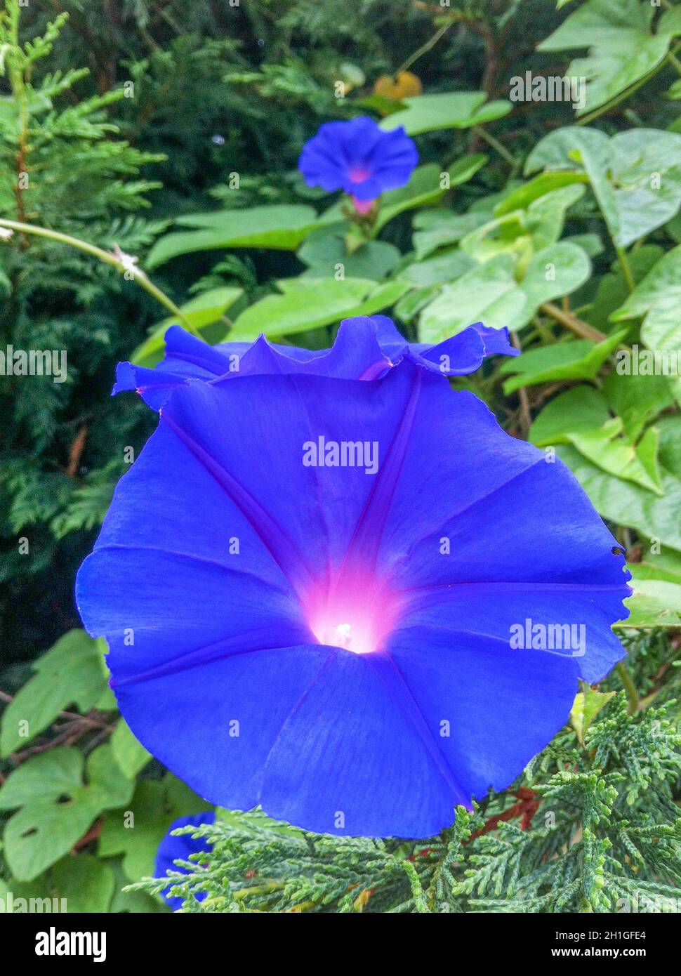 Colorful flower of a garden plant Stock Photo - Alamy