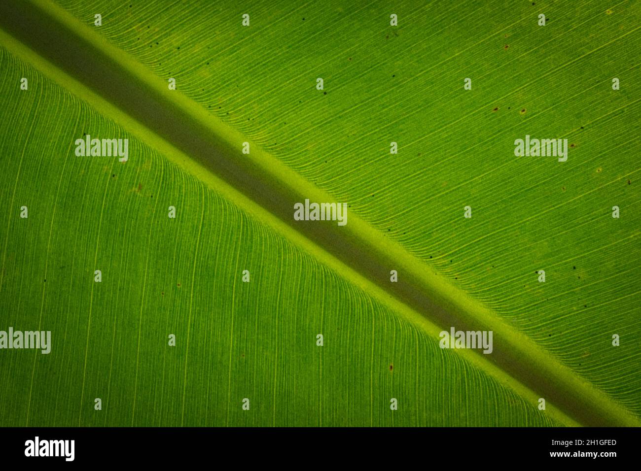 Green leaf background abstract of nature Stock Photo - Alamy