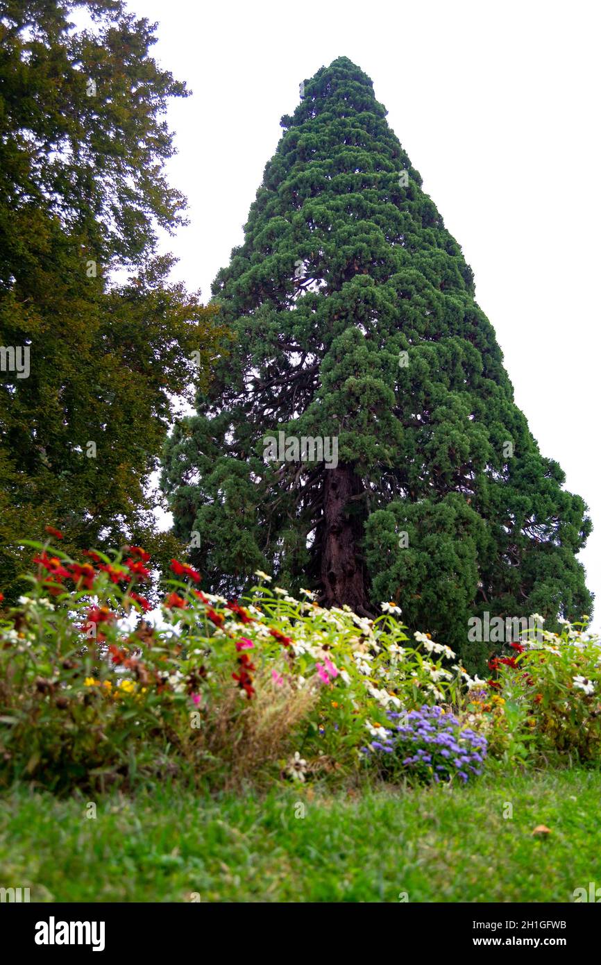 Sequoias tree hi-res stock photography and images - Alamy
