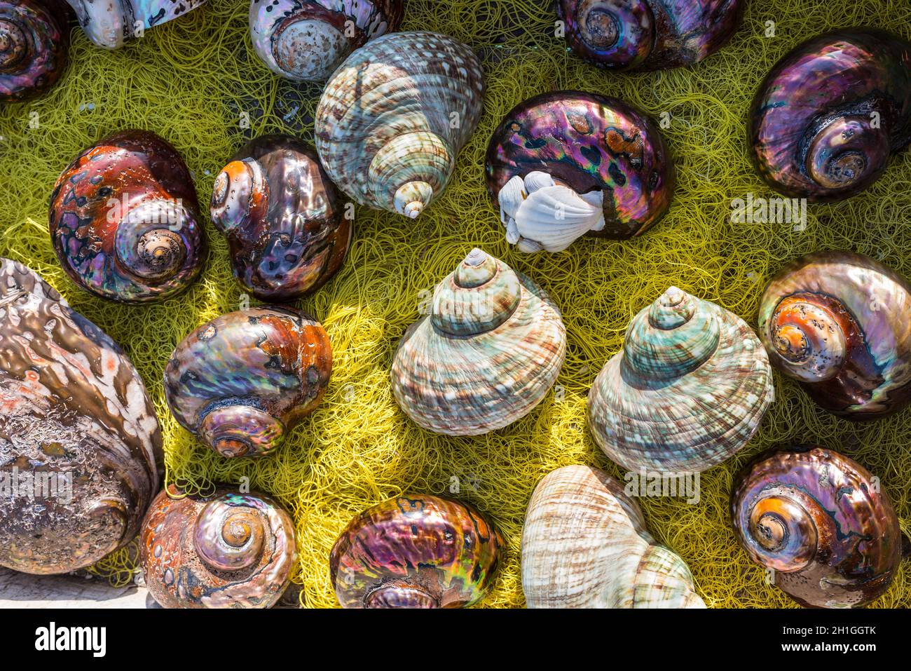 Seashell background, lots of different seashells piled together for ...