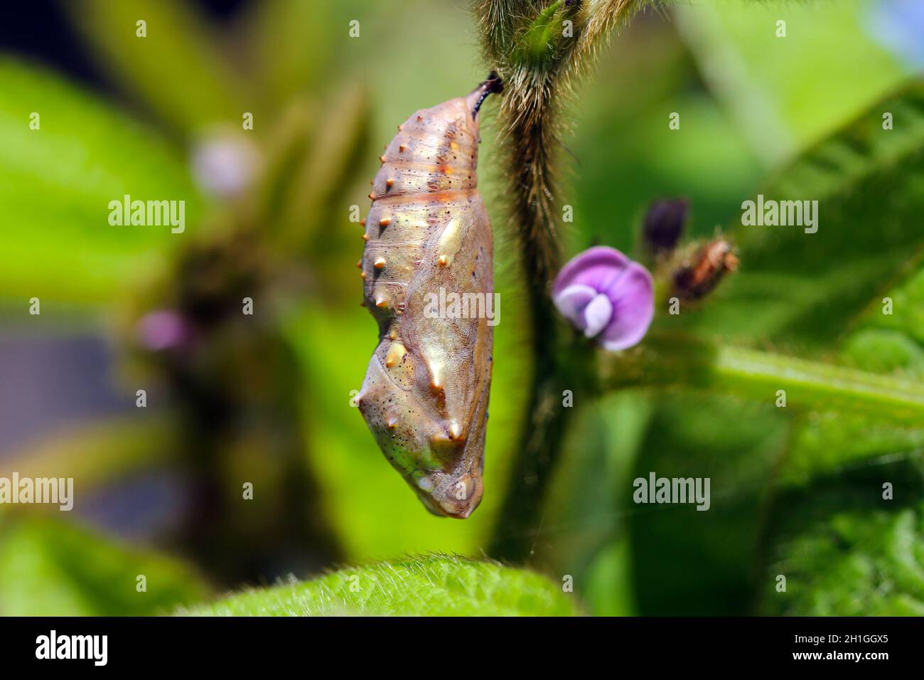 Pupa of painted lady (Vanessa cardui) on soybean plant. It is migrating ...