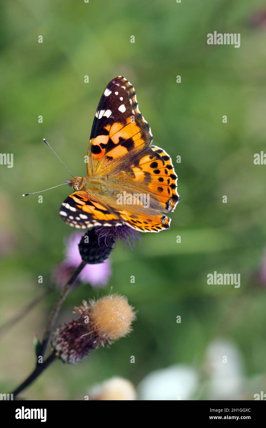 Painted lady (Vanessa cardui). It is migrating butterfly species whose ...
