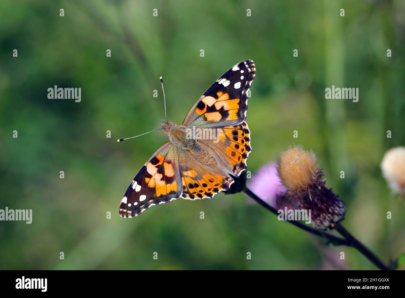 Painted lady (Vanessa cardui). It is migrating butterfly species whose ...