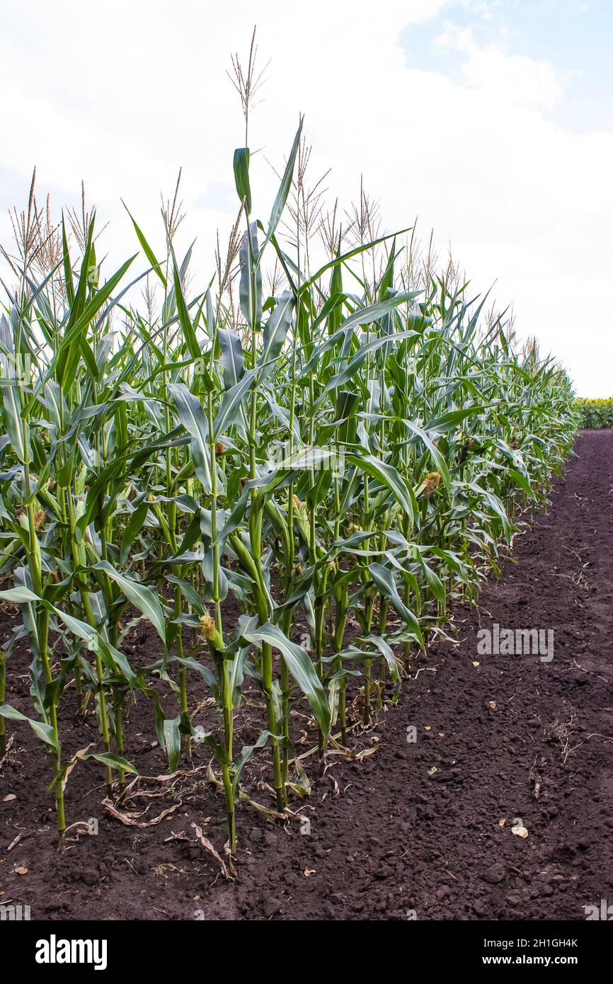 The green corn field at summer, corn on the cob Stock Photo - Alamy