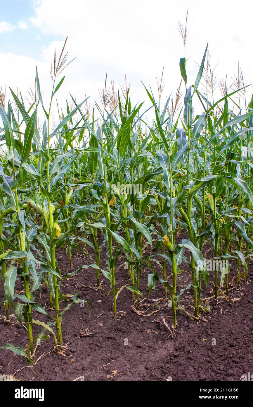Field of summer corn hi-res stock photography and images - Alamy