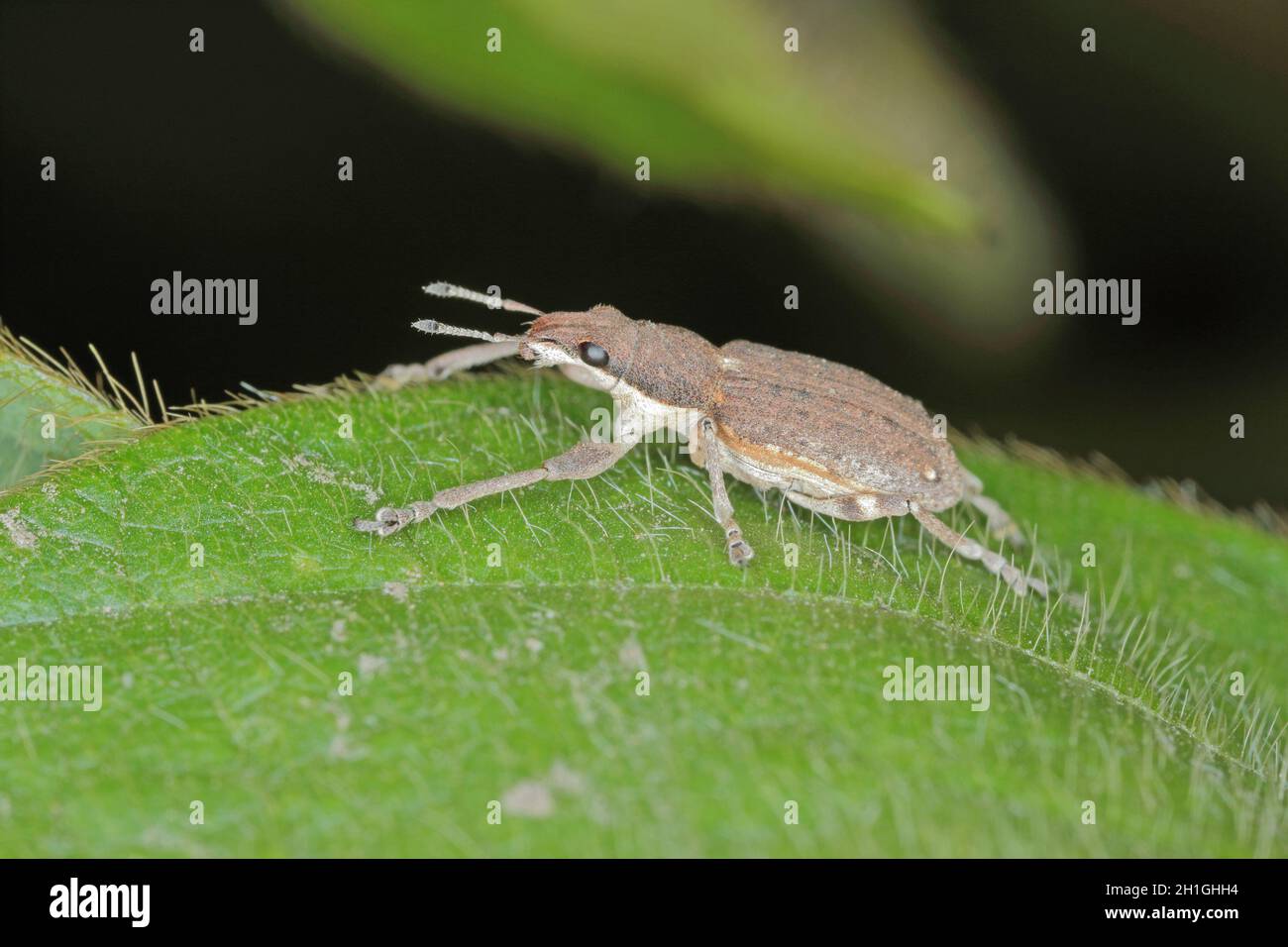 Sitona griseus is a species of weevil Curculionidae, pest of lupines ...