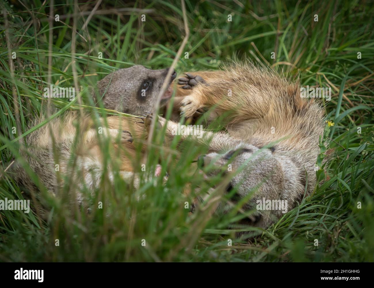 Cute meerkats closeup that are playing in front of the camera, copy ...