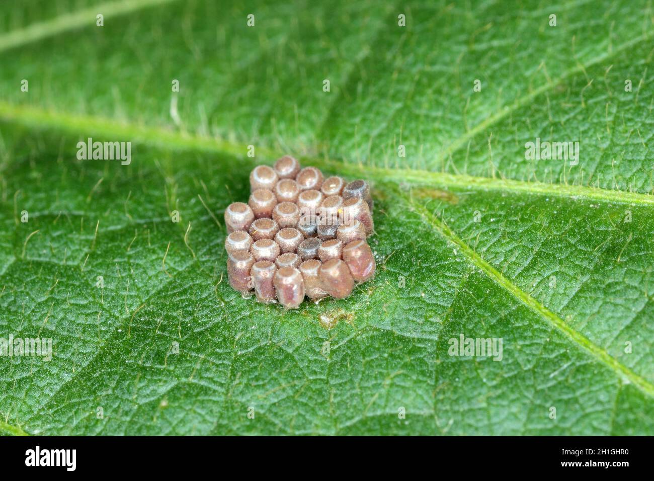 Pentatomidae Eggs