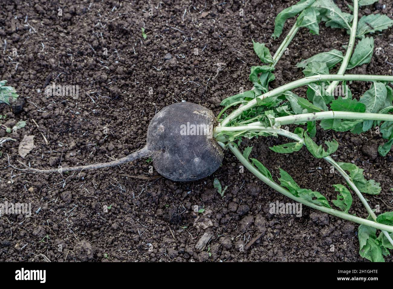 Black and bitter hi-res stock photography and images - Alamy