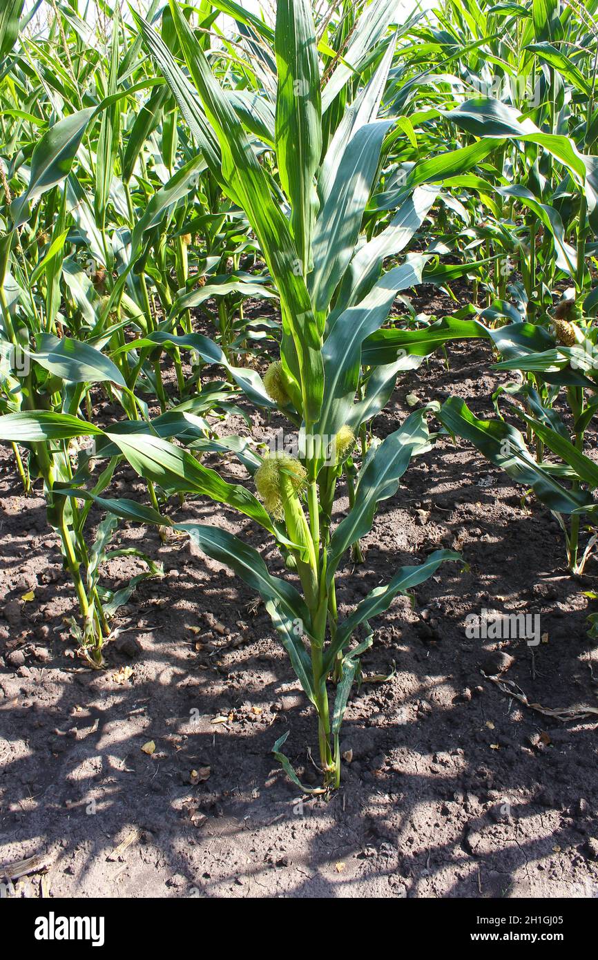 The green corn field at summer, corn on the cob Stock Photo - Alamy
