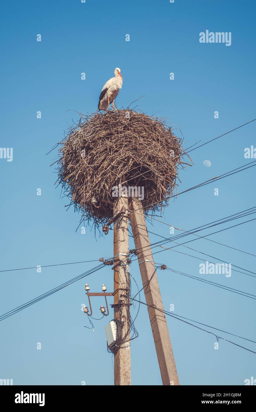 Stork built a nest on an electric pole hi-res stock photography and ...