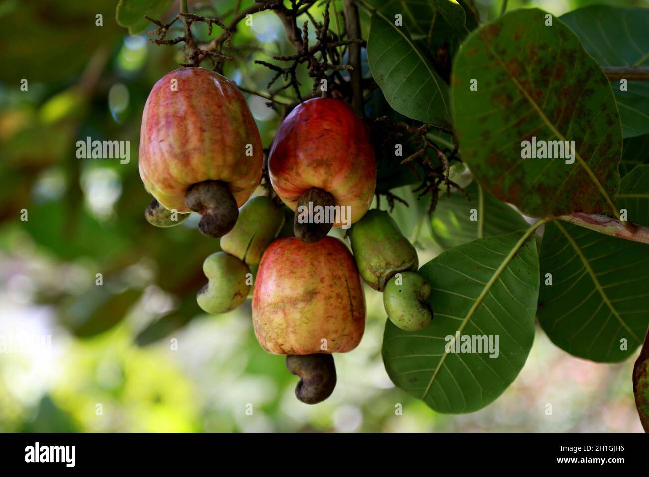 Cashew plantation hi-res stock photography and images - Alamy