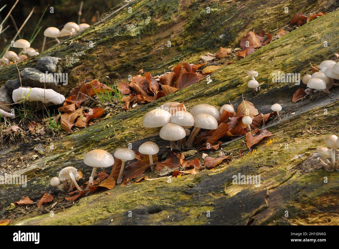 Porcelain fungus ,Oudemansiella mucida, growing on a dead tree trunk ...