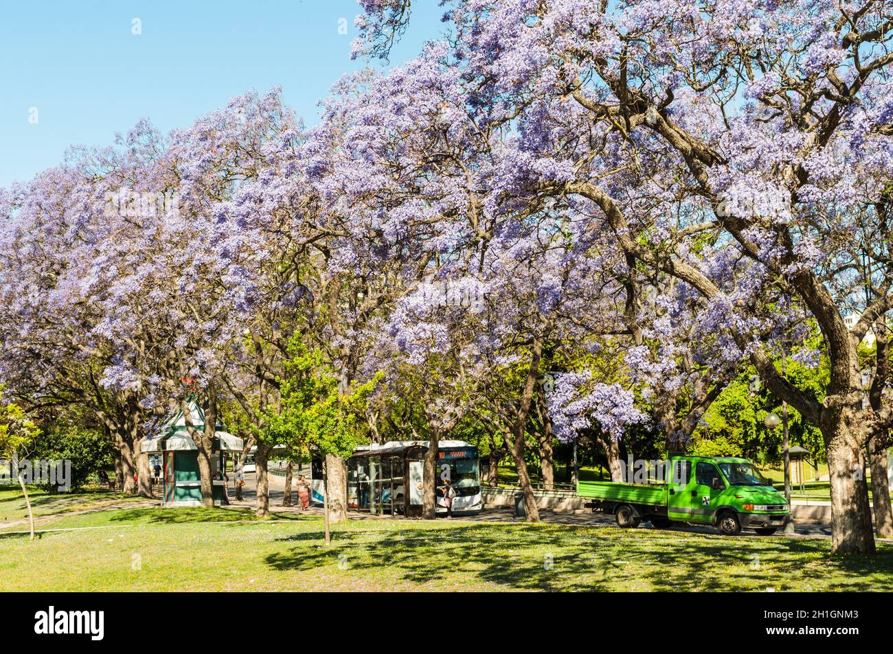 Jacaranda trees lisbon portugal hi-res stock photography and images - Alamy