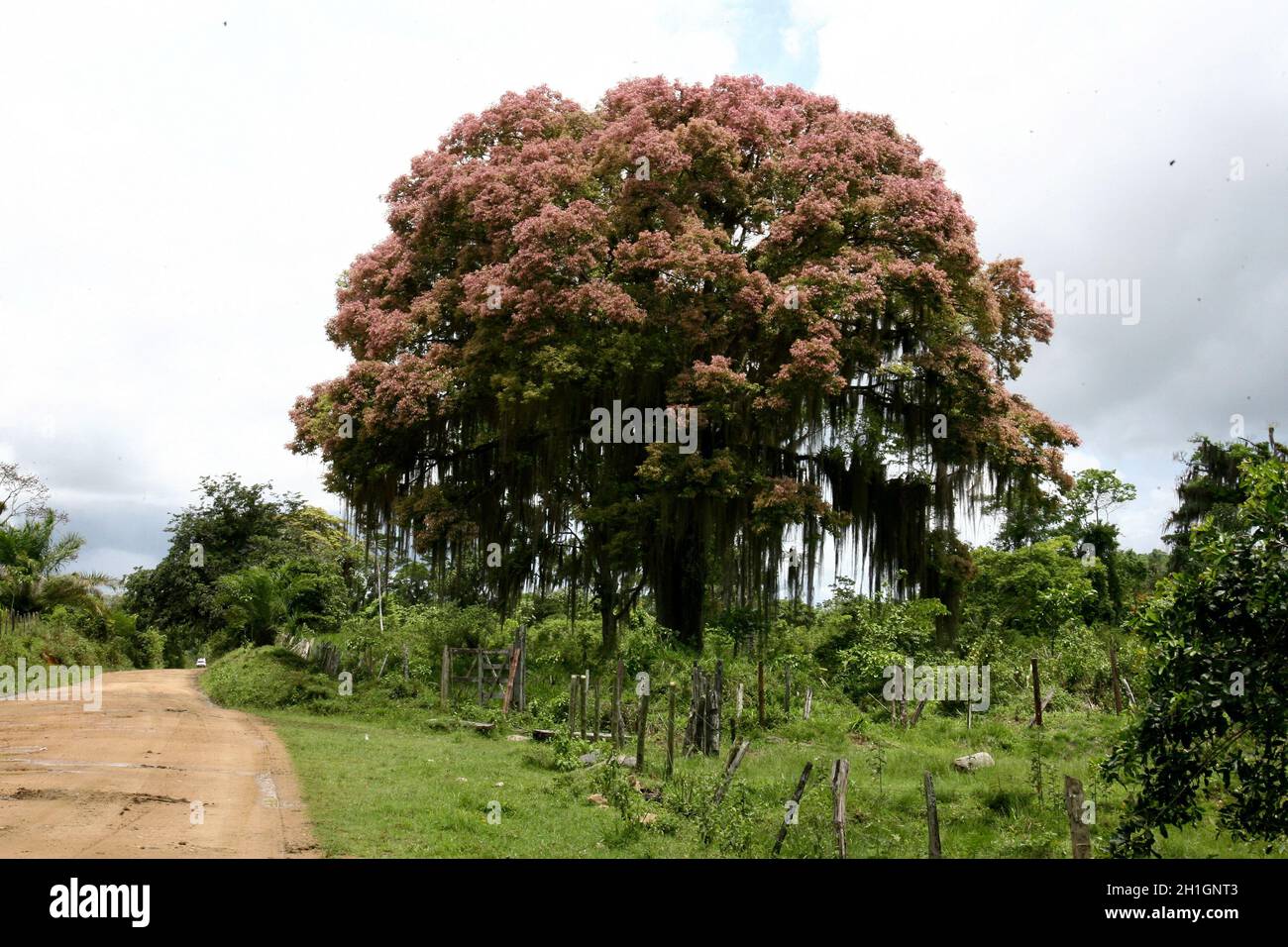itabuna, bahia / brazil - november 22, 2011: tree and its flowers are ...