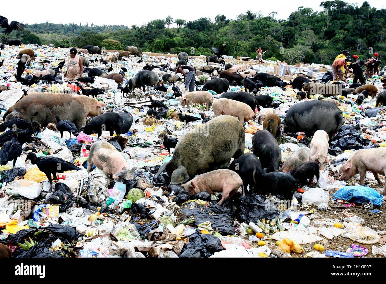 Pigs in garbage hi-res stock photography and images - Alamy