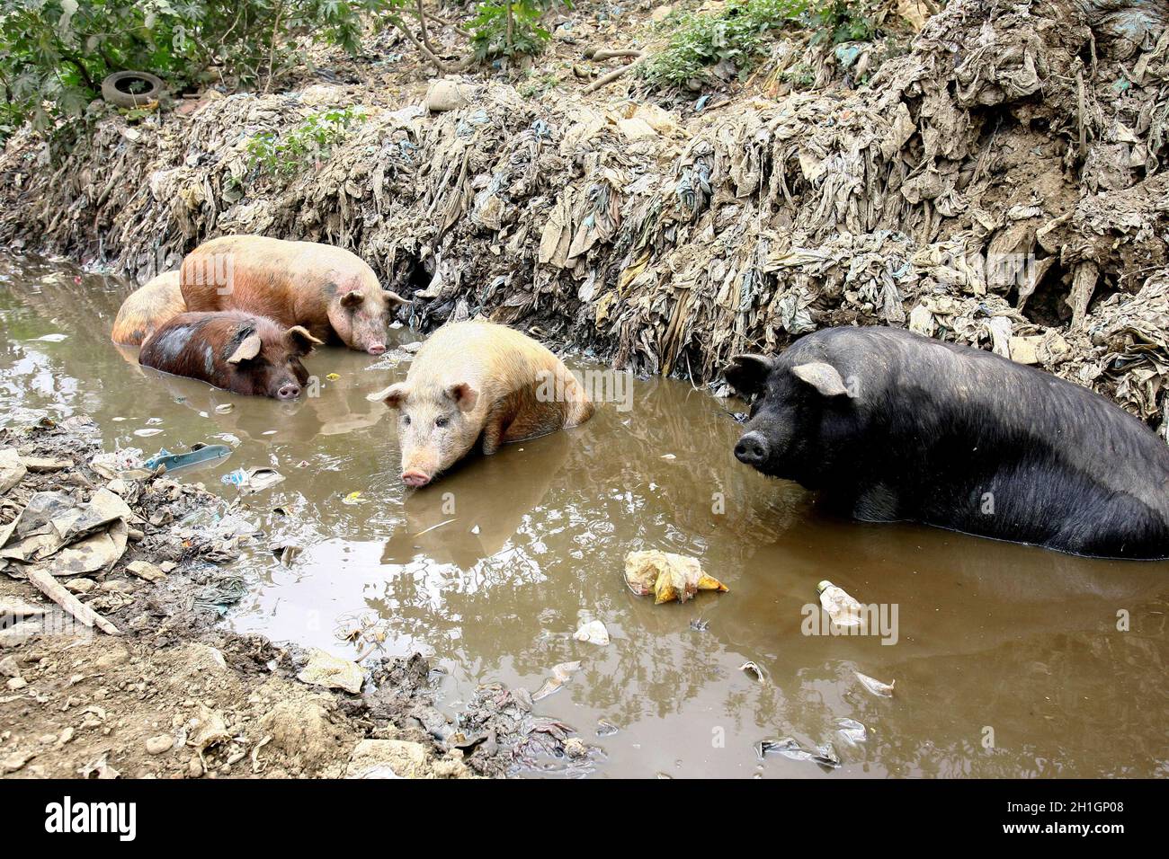 Mud pit hi-res stock photography and images - Alamy
