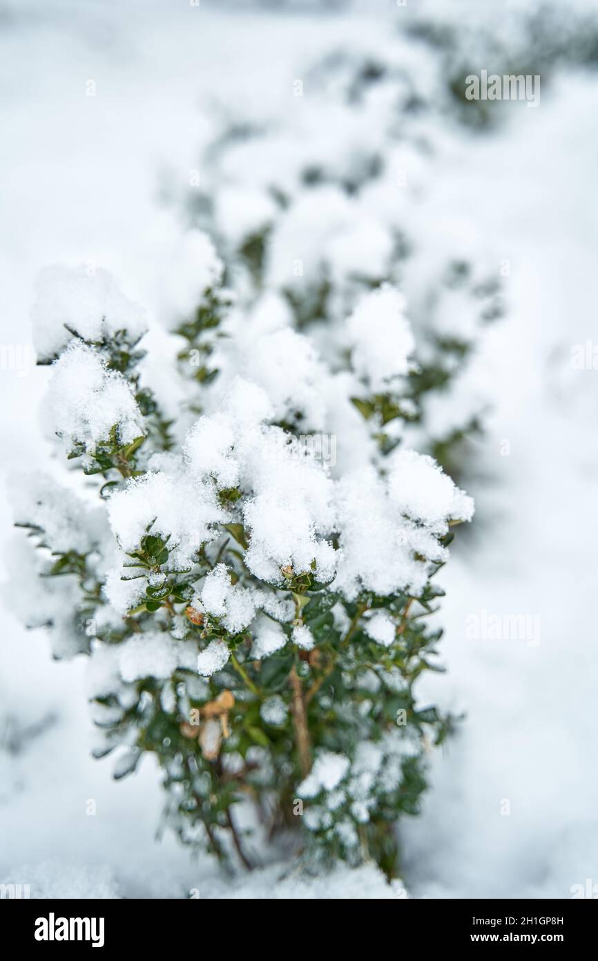Snow covered bush in winter city park. Winter season beauty Stock Photo ...