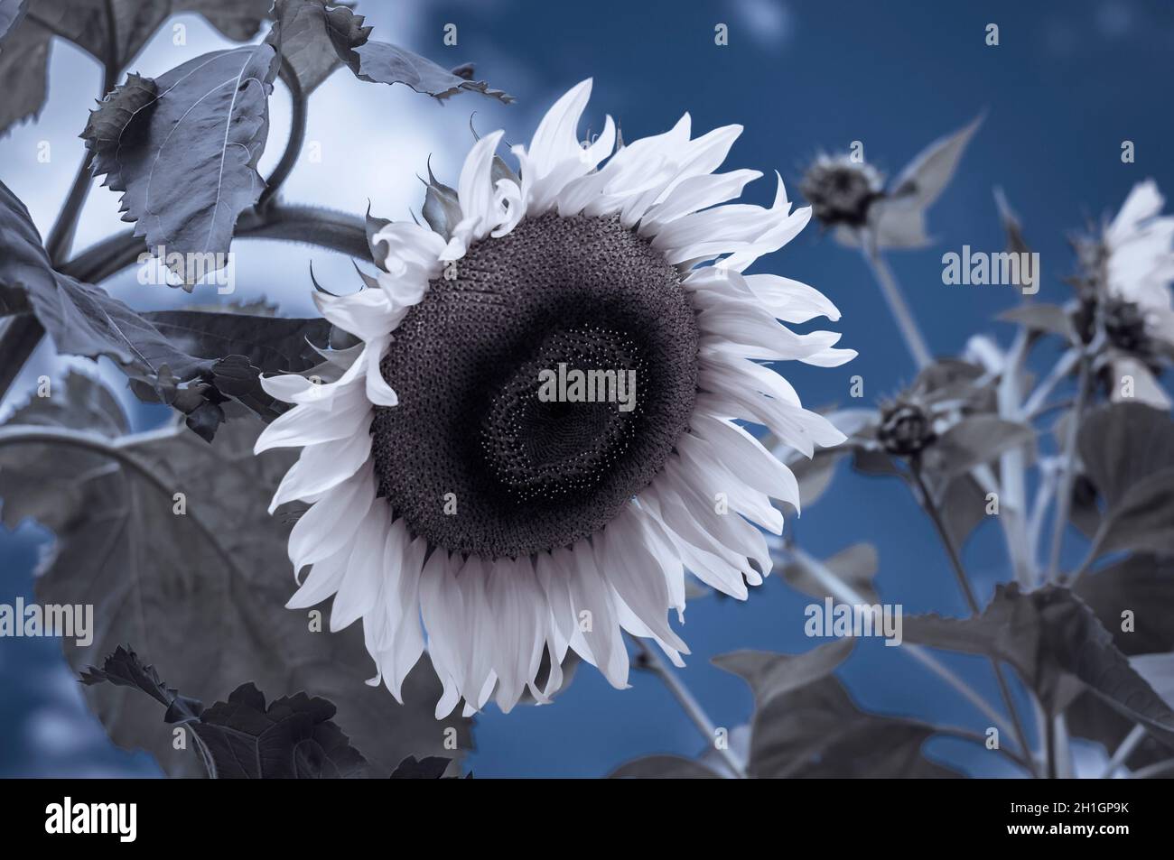 Floral dark blue nature hi-res stock photography and images - Alamy