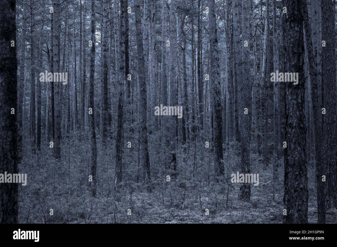 Nature background, dark blue forest in Germany, Europe Stock Photo - Alamy