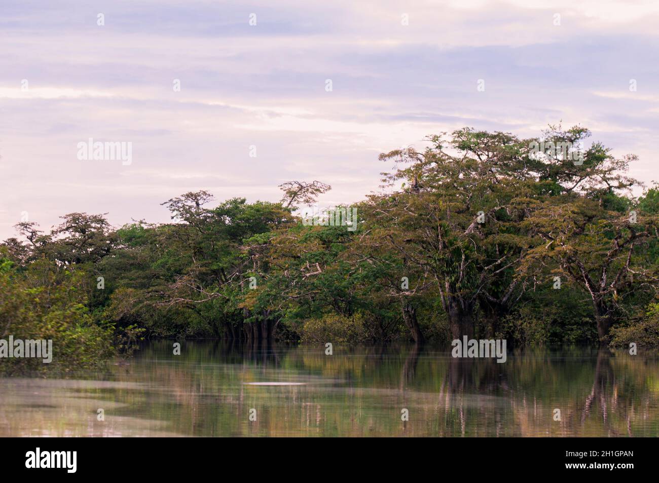 Trees with bromeliads in the Nature Reserve Cuyabeno, Amazonia, Oriente ...