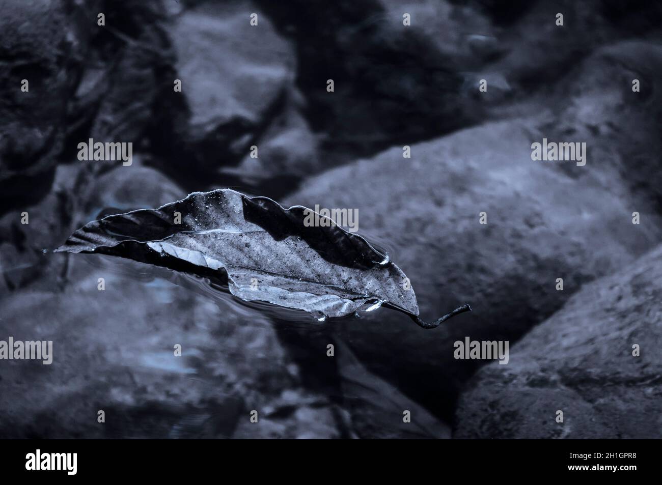 Dark blue nature background from a leaf floating in water Stock Photo ...