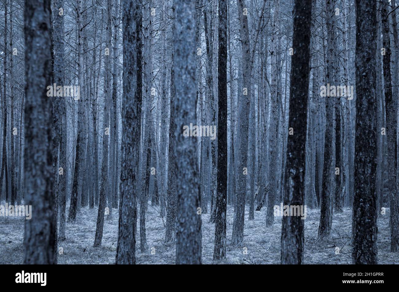 Nature background, dark blue forest in Germany, Europe Stock Photo - Alamy