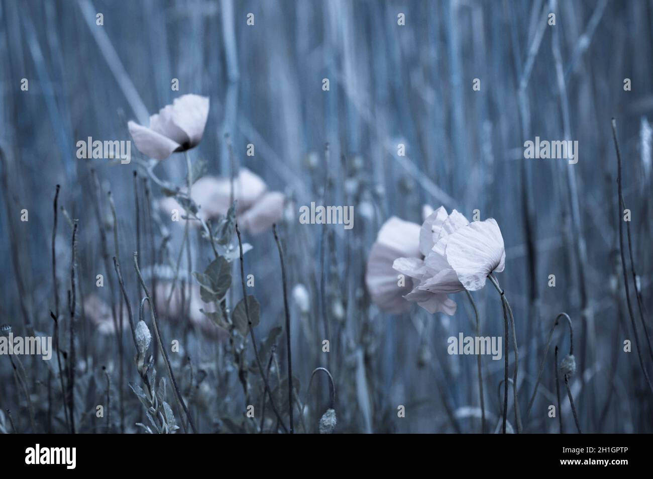 Floral dark blue nature hi-res stock photography and images - Alamy