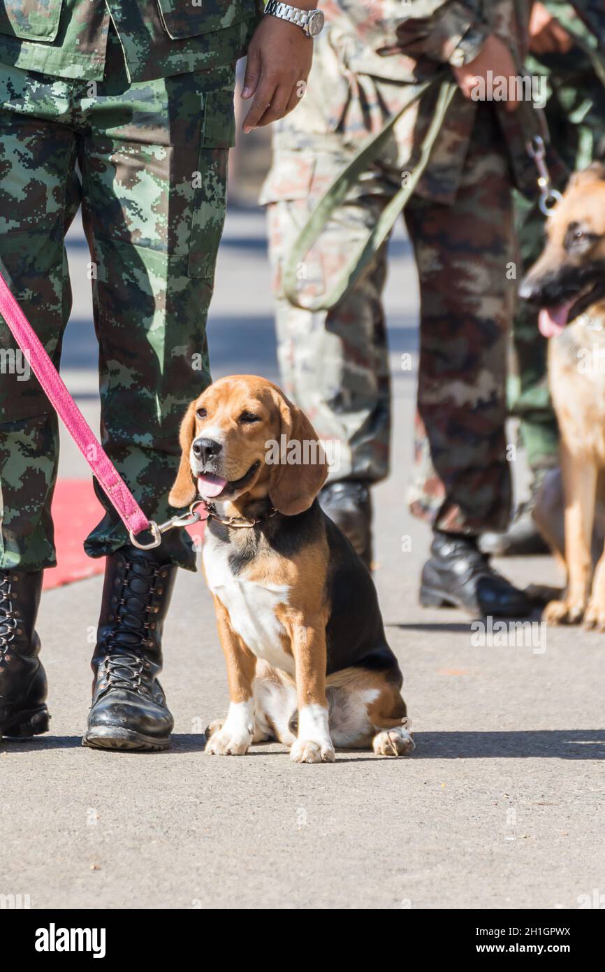 Soldier german shepherd hi-res stock photography and images - Alamy