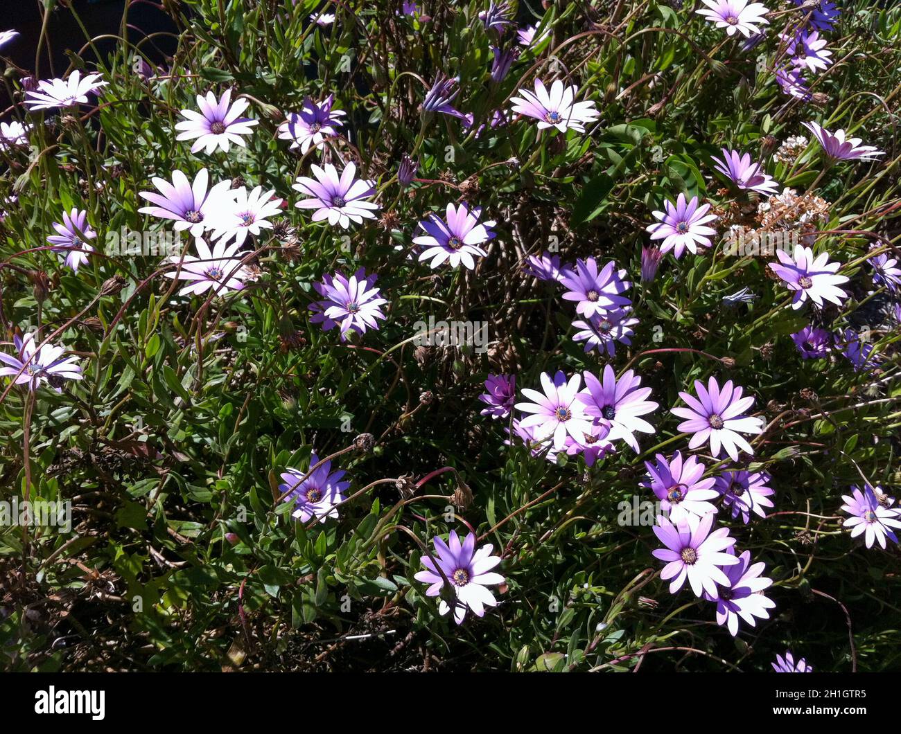 Colorful flower of a garden plant Stock Photo - Alamy