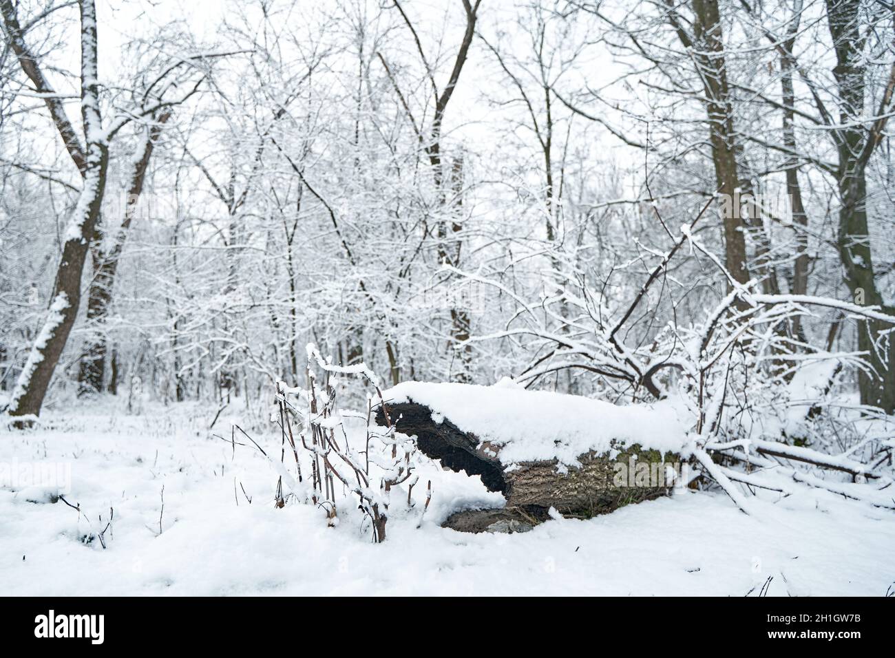 Snow covered winter forest scenery. Old fallen log covered with fresh ...