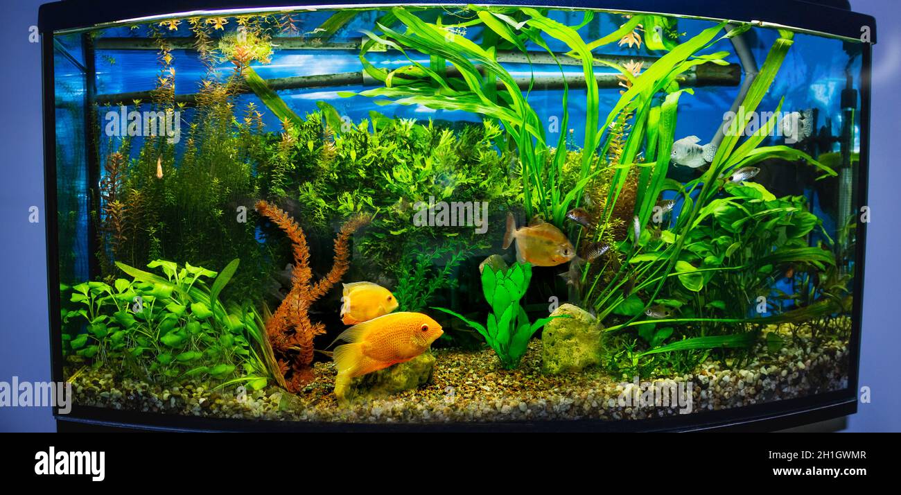 The close up of aquarium tank full of fish Stock Photo - Alamy