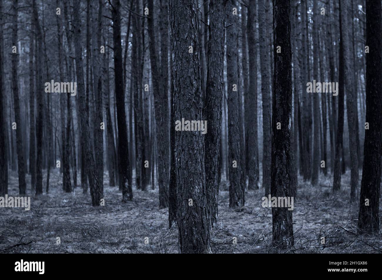 Nature background, dark blue forest in Germany, Europe Stock Photo - Alamy
