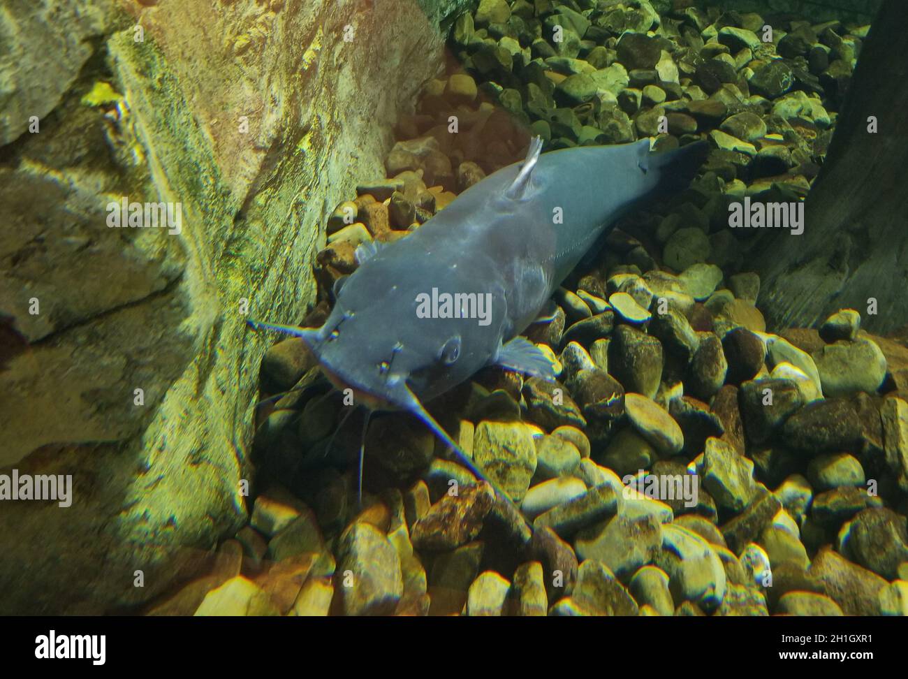 Channel Catfish Underwater