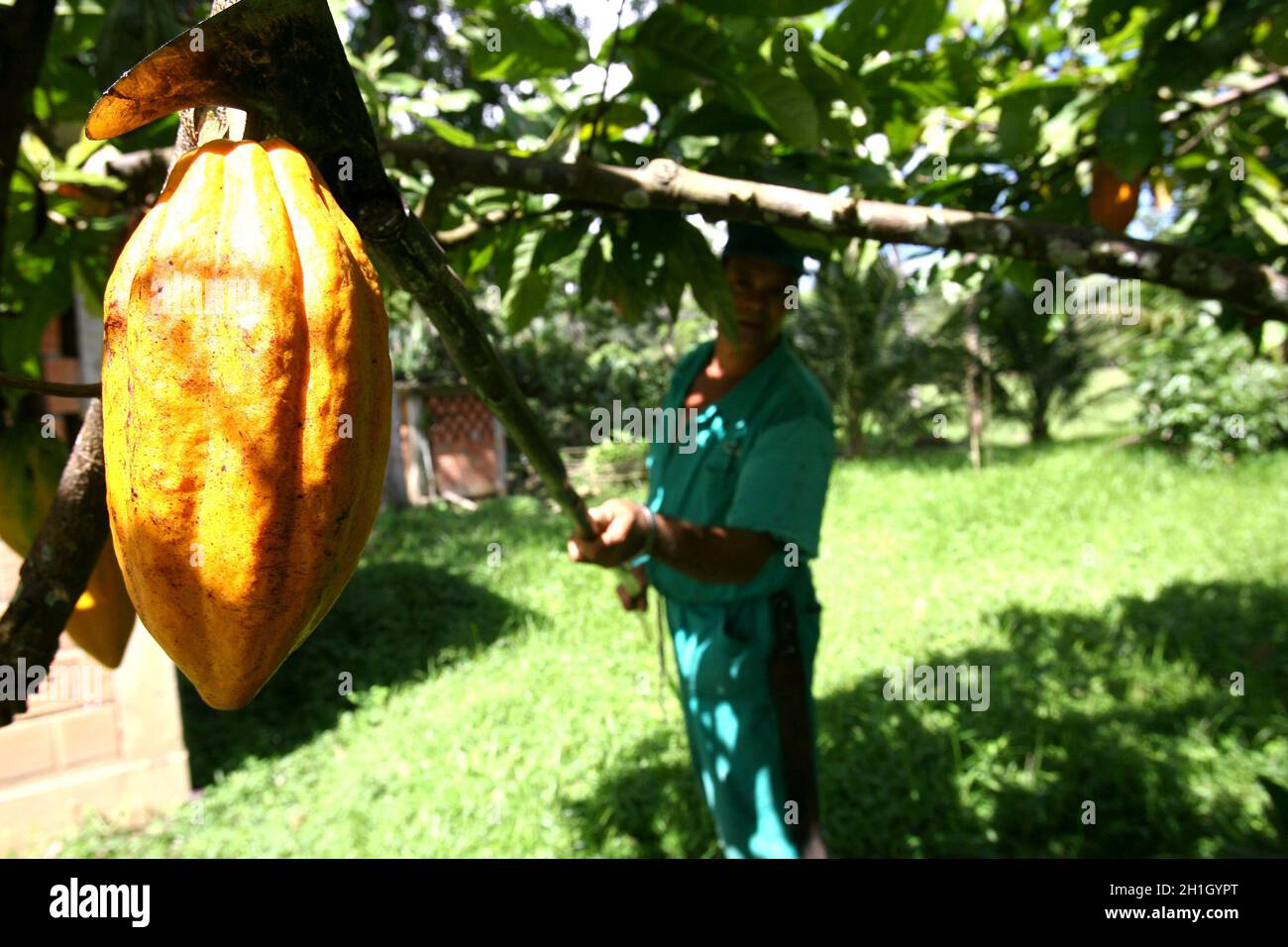 ilheus, bahia / brazil - november 21, 2011: employee of a cocoa ...