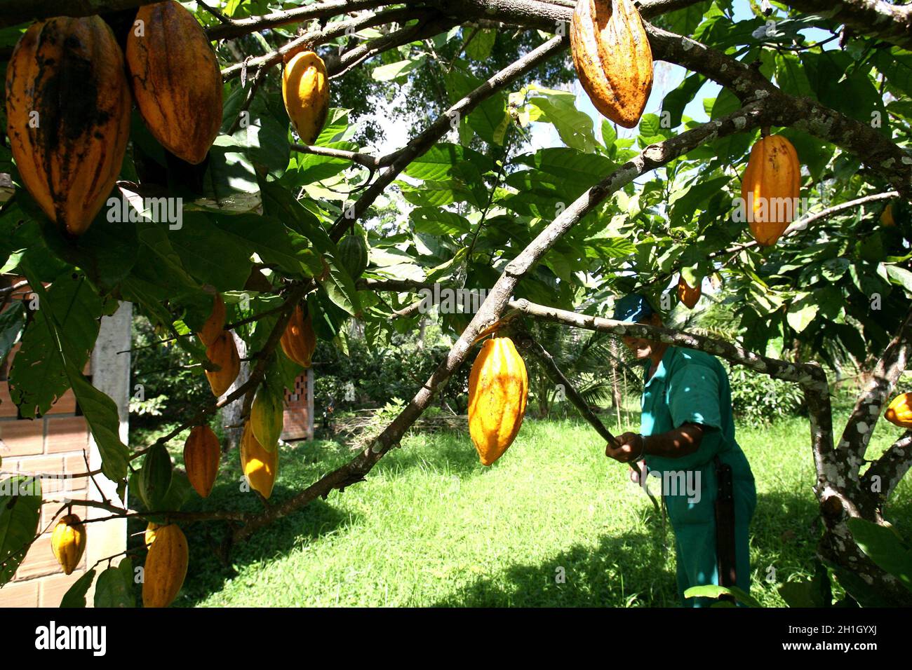 Cacao harvest cocoa pulp hi-res stock photography and images - Alamy
