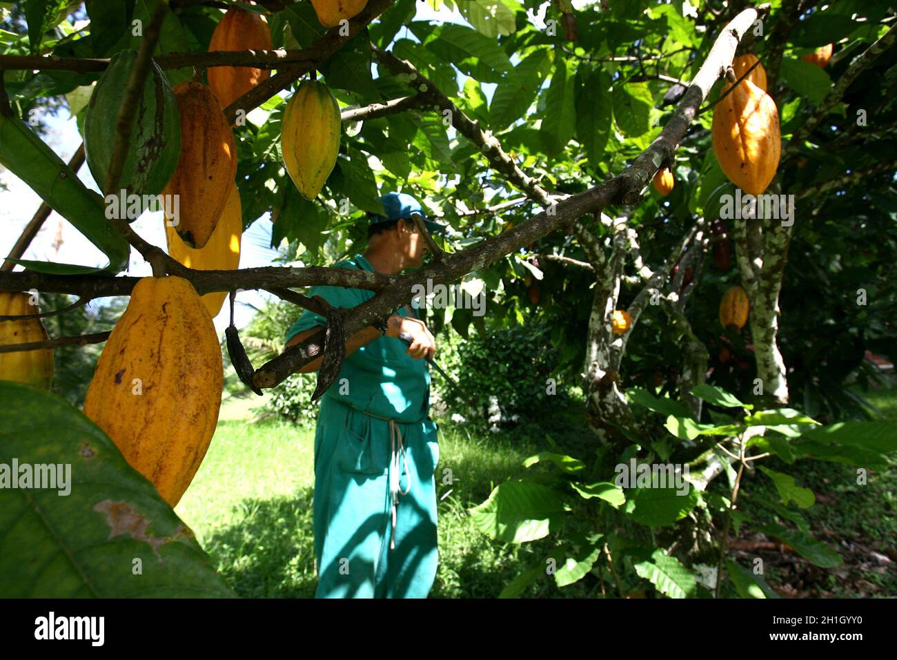 ilheus, bahia / brazil - november 21, 2011: employee of a cocoa ...
