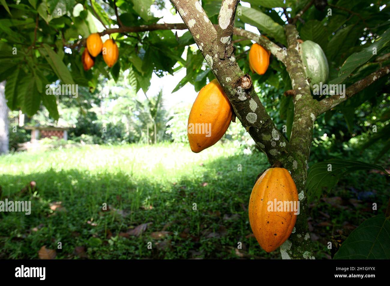 ilheus, bahia / brazil - november 21, 2011: cocoa plantation on a ...