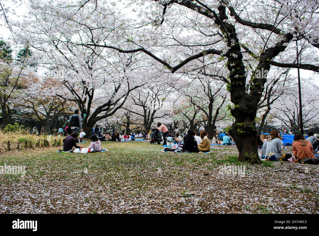 Yoyogi park picnic hi-res stock photography and images - Alamy