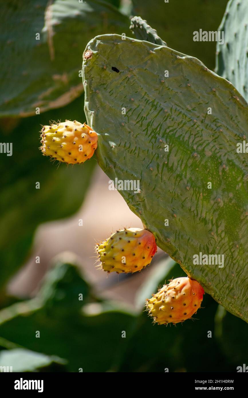 Prickly fruit plants hi-res stock photography and images - Alamy