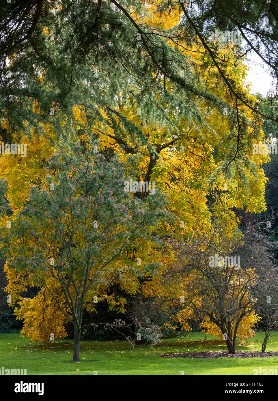 Kew Gardens Trees For Sale at Bruce Green blog