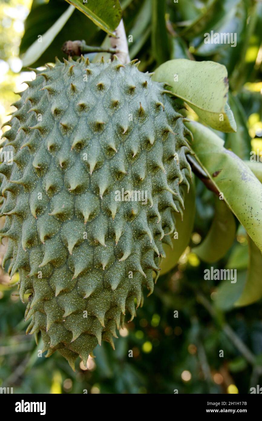 itamaraju, bahia / brazil - may 31, 2010: soursop plantation on a farm ...