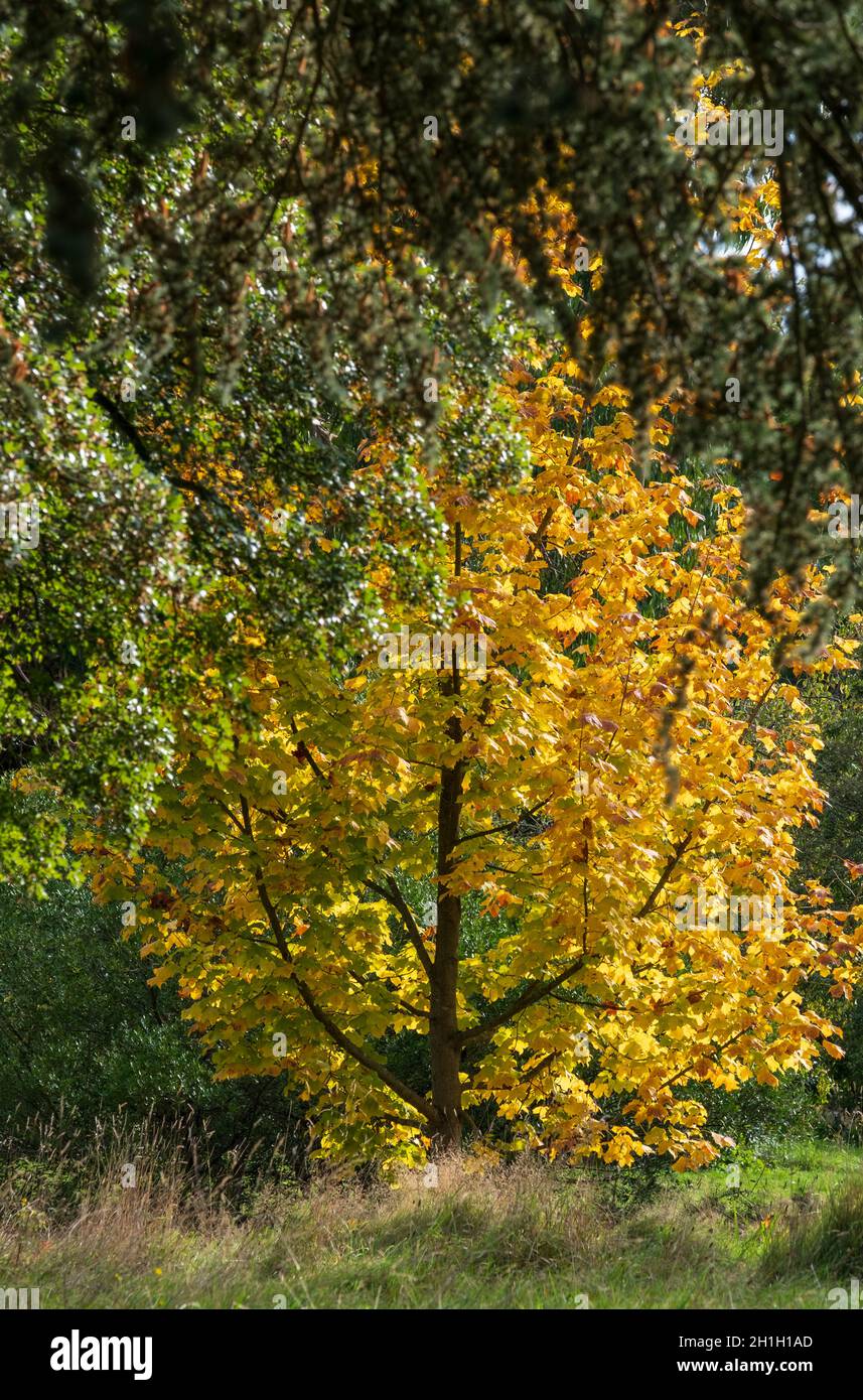 Kew Gardens Trees For Sale at Bruce Green blog