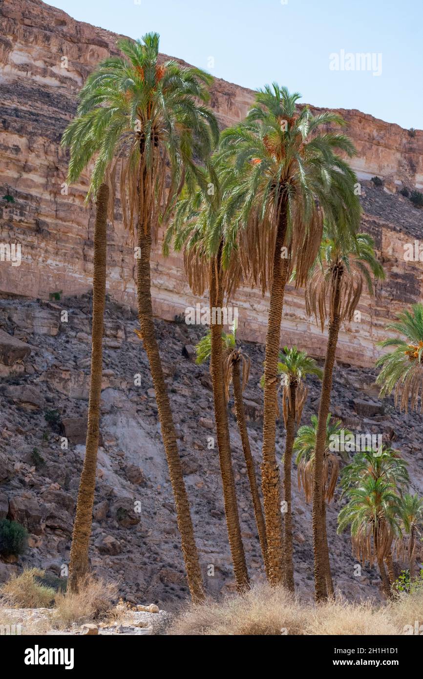 Scenic view from Ghoufi Canyon (Balconies of Ghoufi) in Batna, Algeria ...
